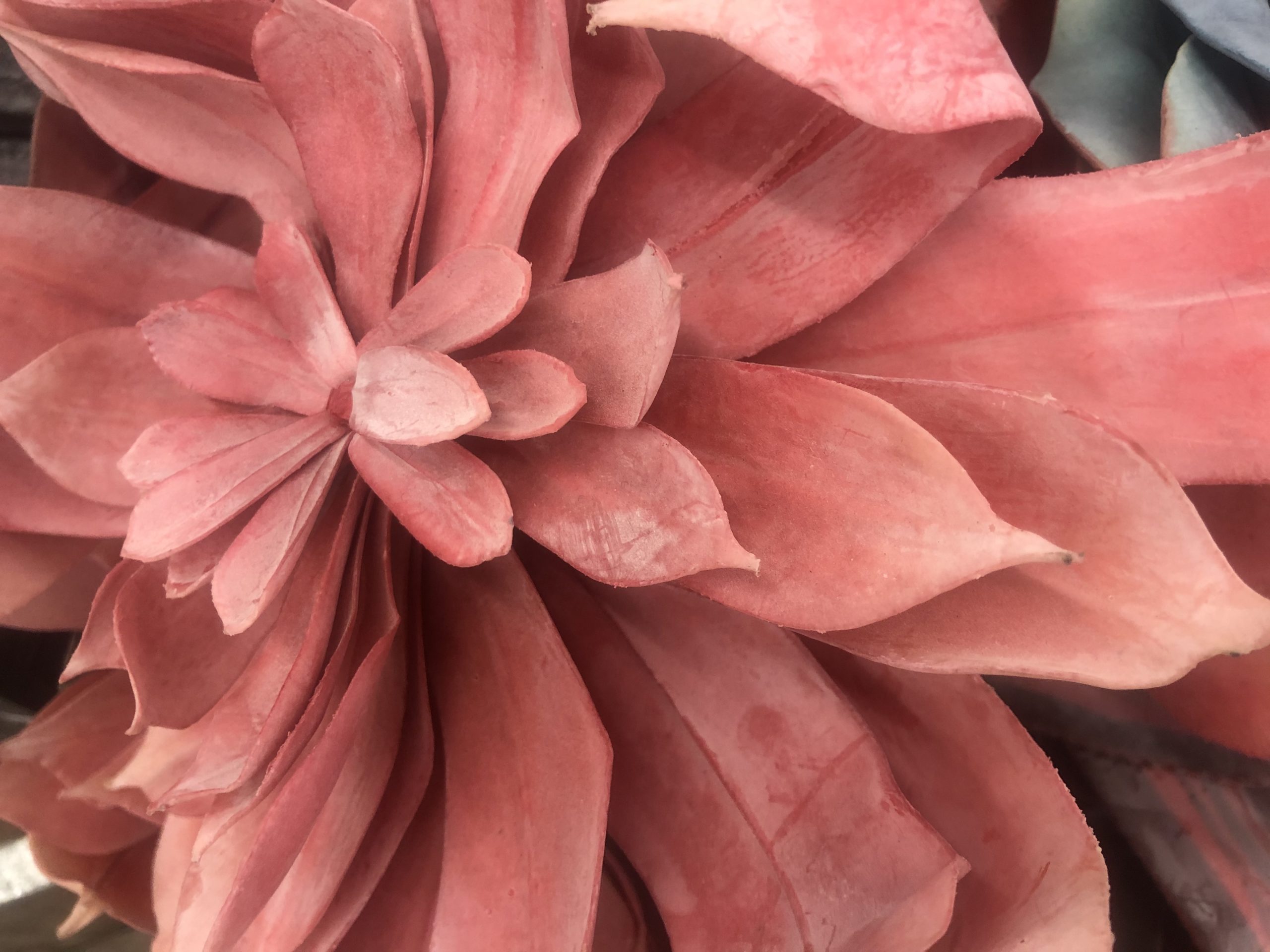 Grad Hours/CFY Match-Up - free SLP toolkit, Free SLP resources, voice ...